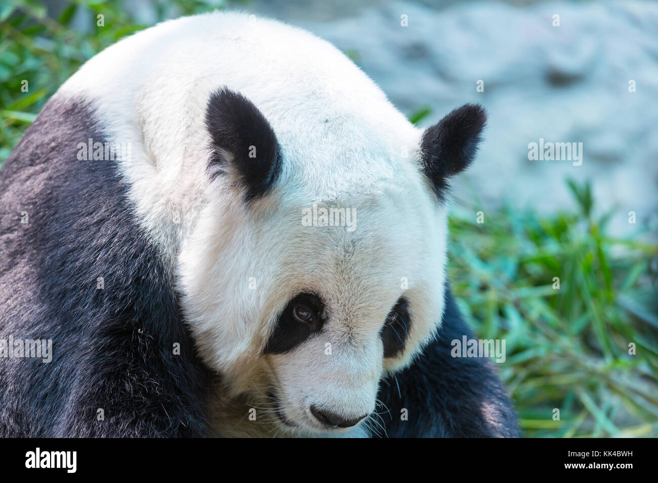 Pretty Giant Panda Stock Photo - Alamy