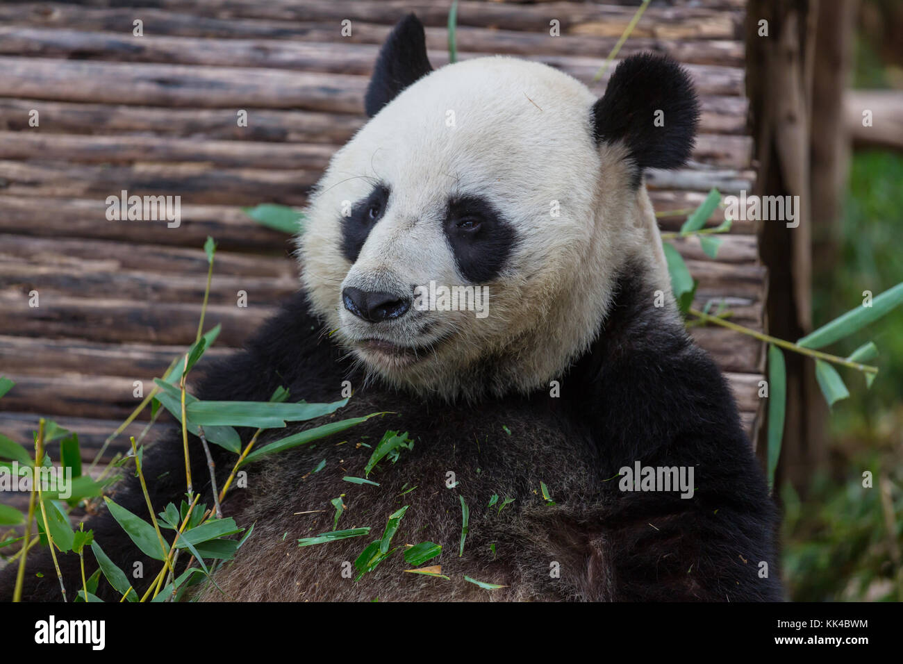 Pretty Giant Panda Stock Photo - Alamy