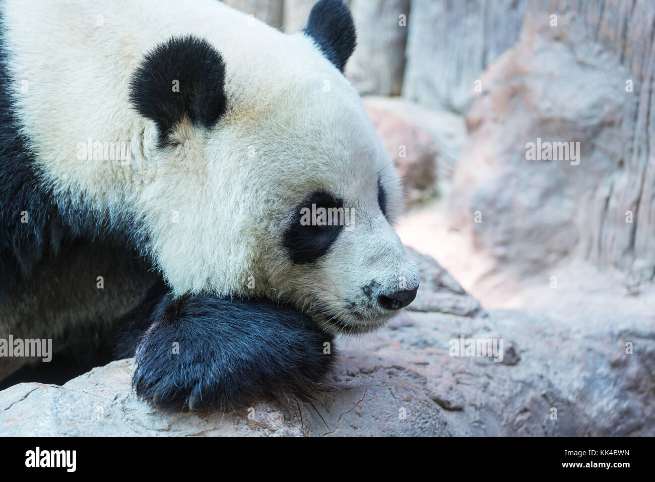 Pretty Giant Panda Stock Photo - Alamy