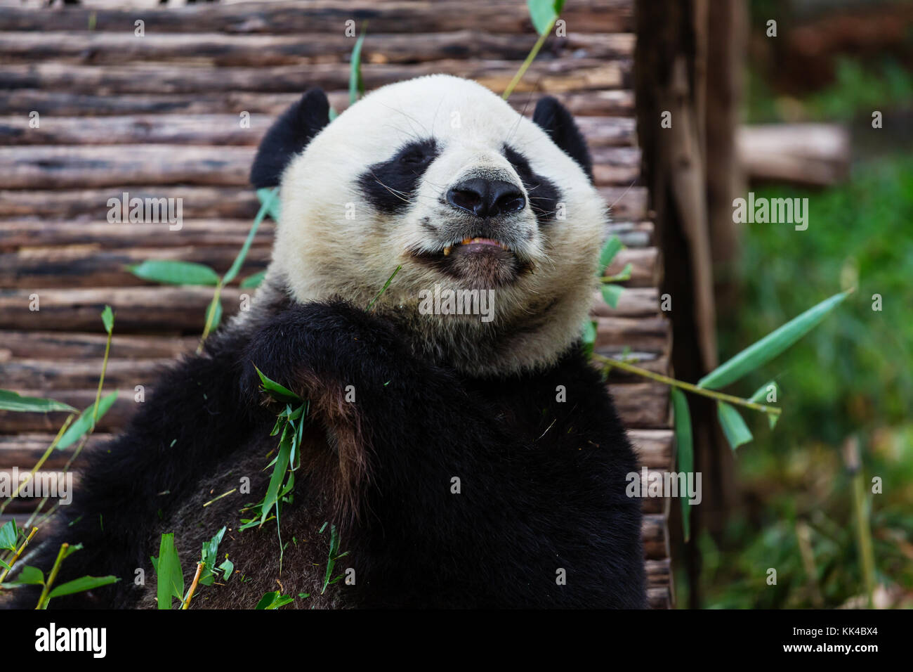 Pretty Giant Panda Stock Photo - Alamy