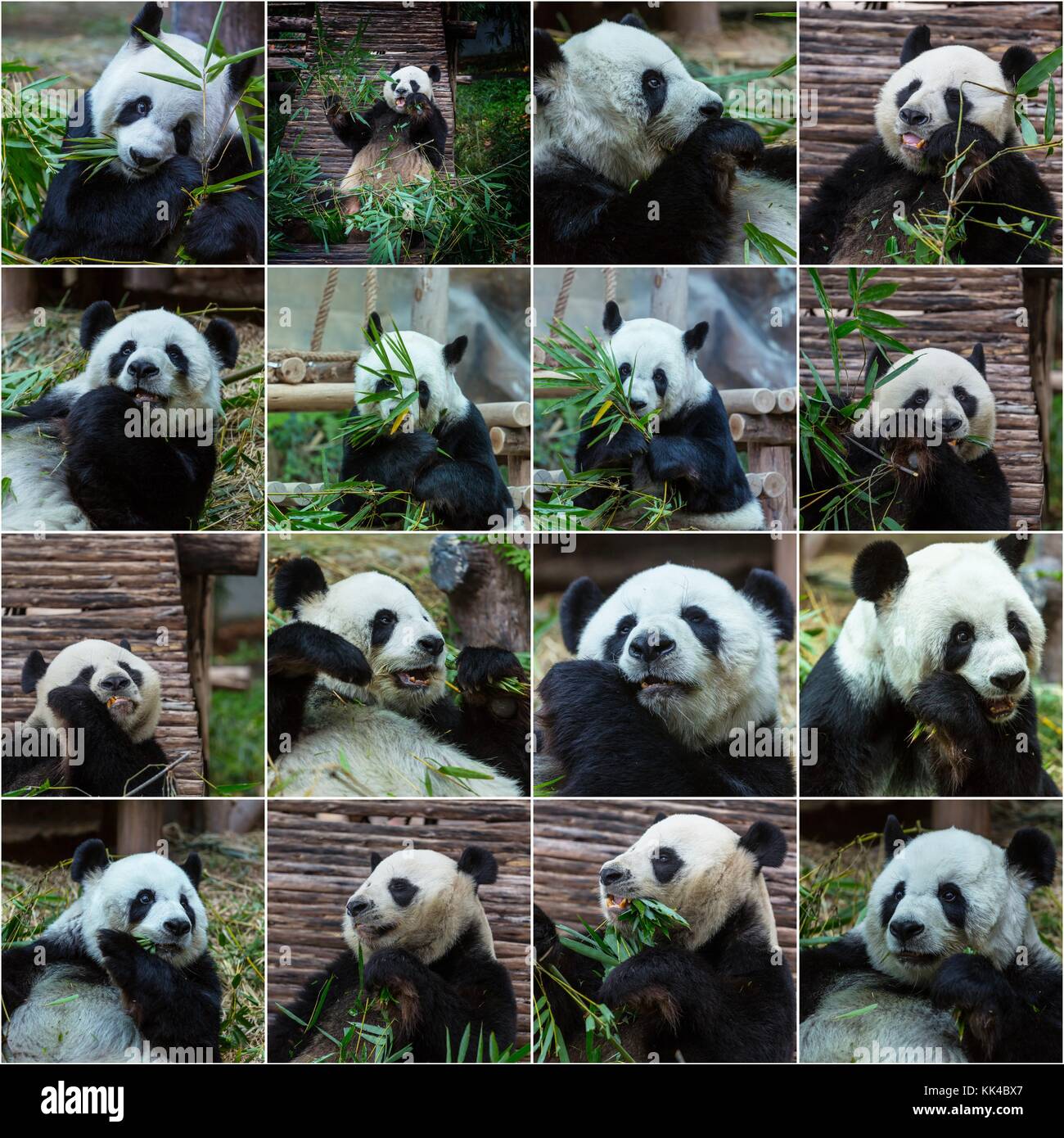 Pretty Giant Panda Stock Photo - Alamy