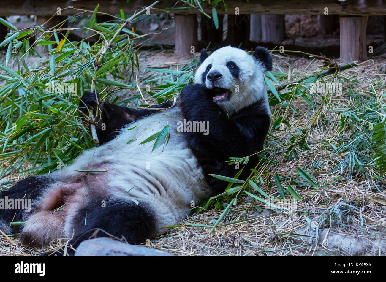 Pretty Giant Panda Stock Photo - Alamy