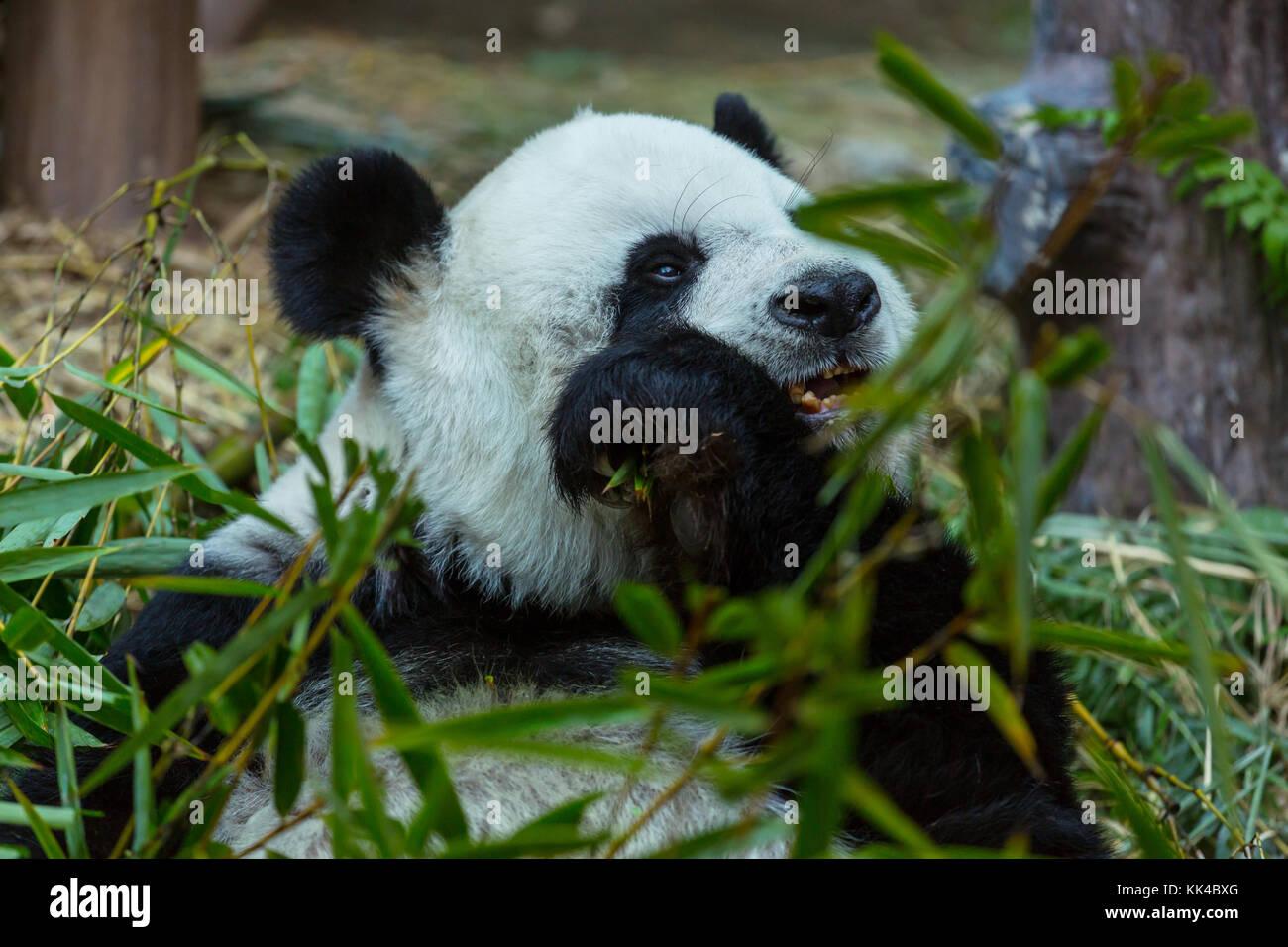 Pretty Giant Panda Stock Photo - Alamy
