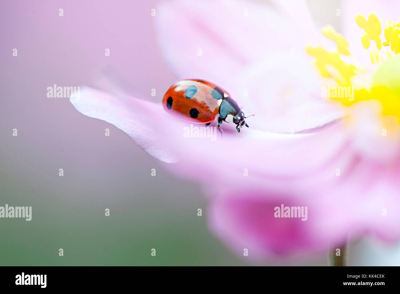 Japanese Red Bug High Resolution Stock Photography and Images - Alamy