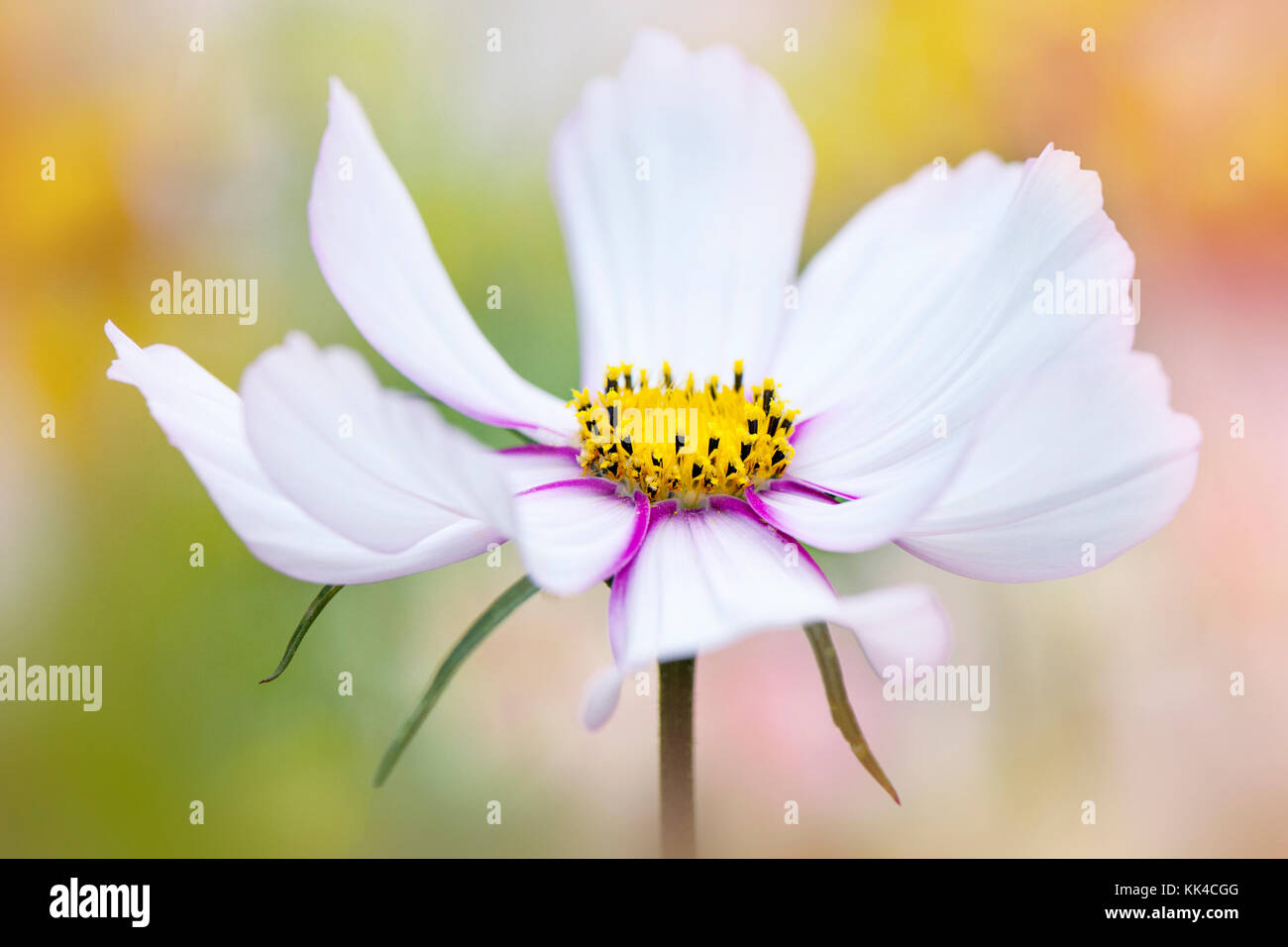 Single flower white background hi-res stock photography and images - Alamy