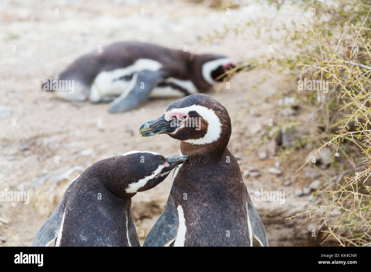 Magellanic Penguin (Spheniscus magellanicus) in Patagonia Stock Photo ...