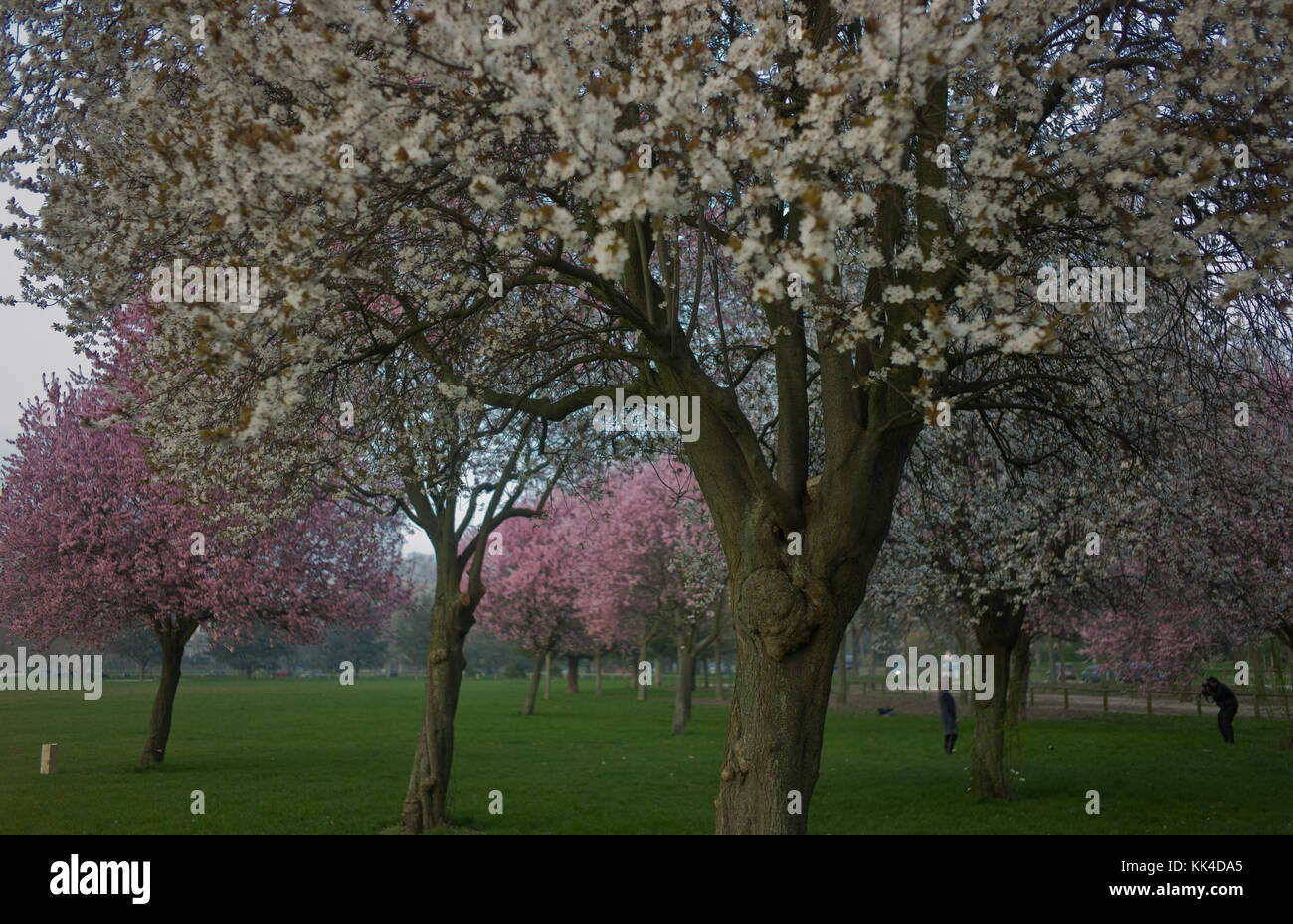 The tree and its neighbors - 16/03/2011 - - The tree and its neighbors ...