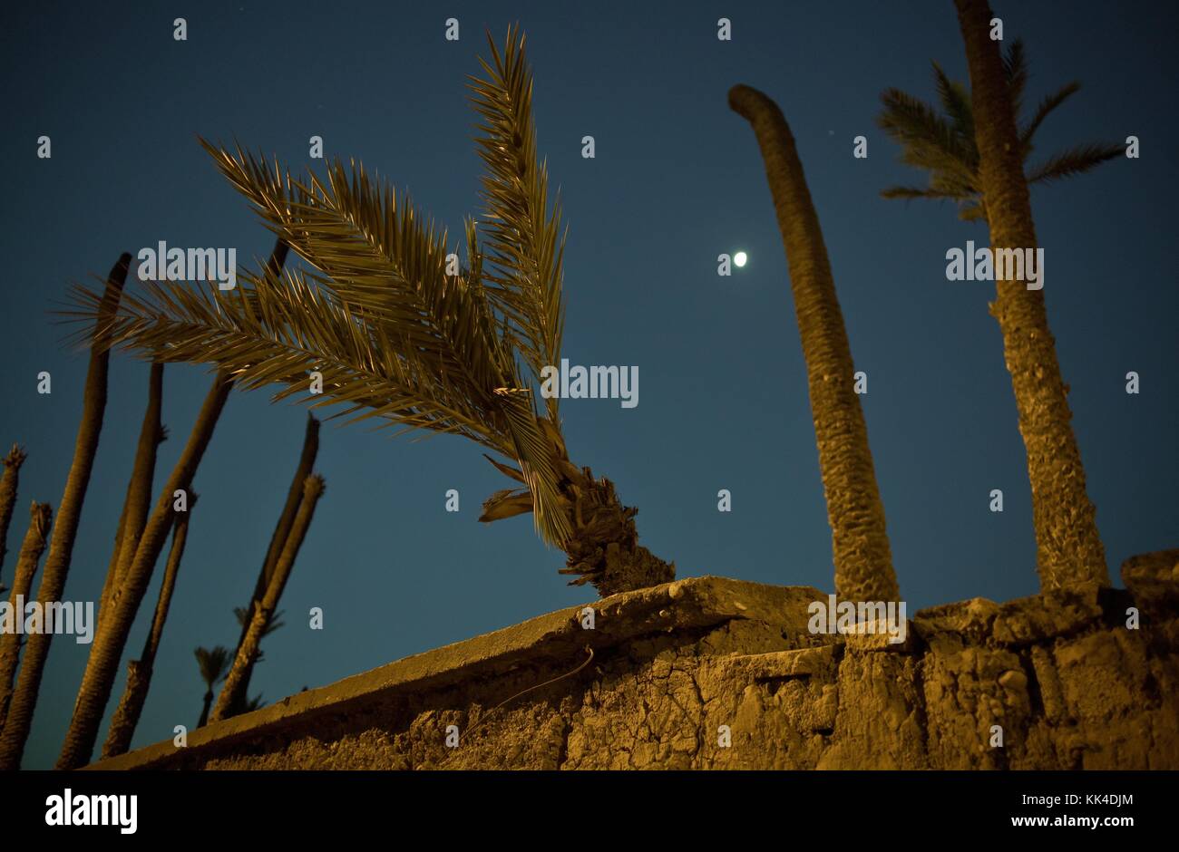Palmeraie marrakech maroc afrique hi-res stock photography and images ...