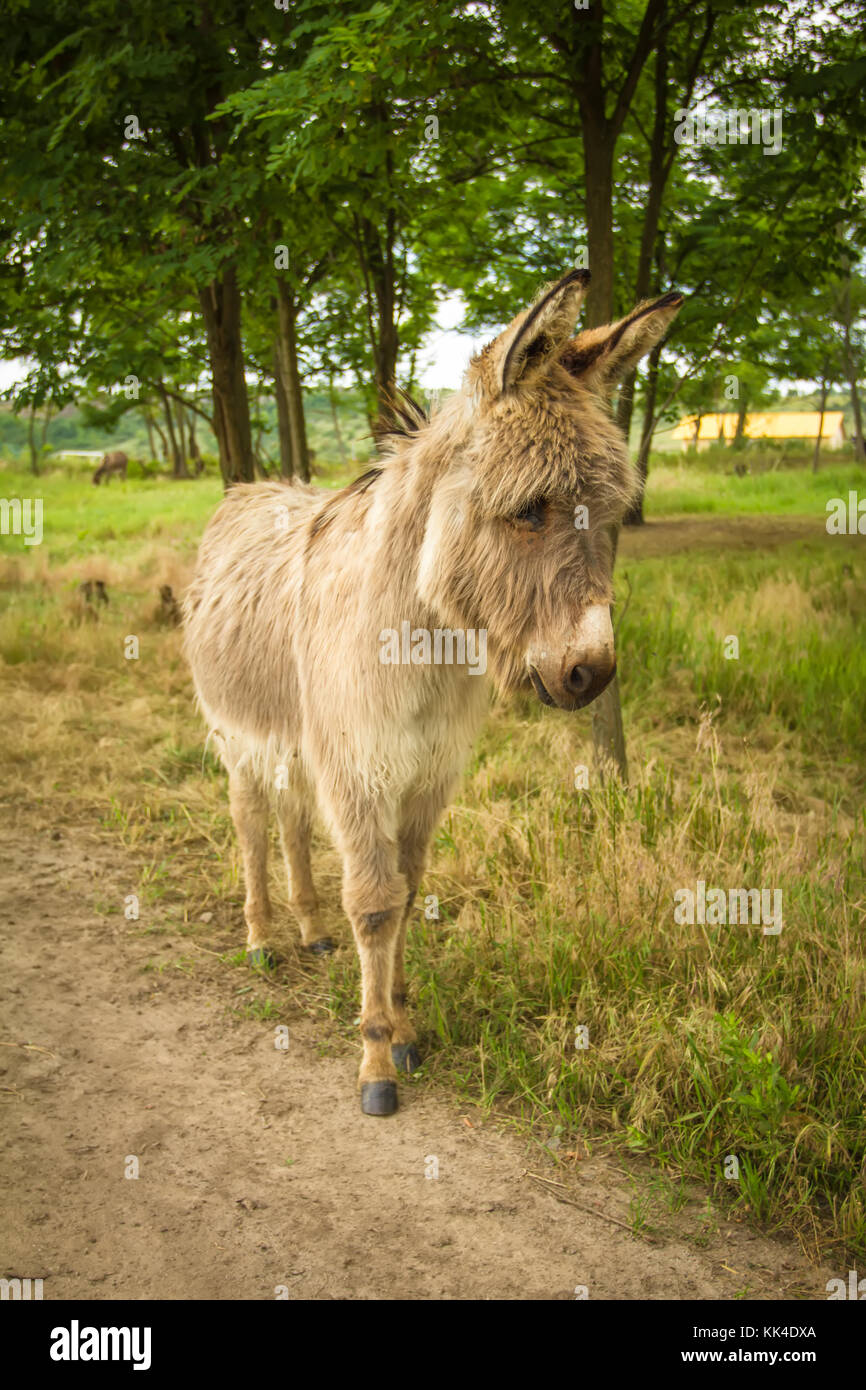 Sad looking donkey hi-res stock photography and images - Alamy