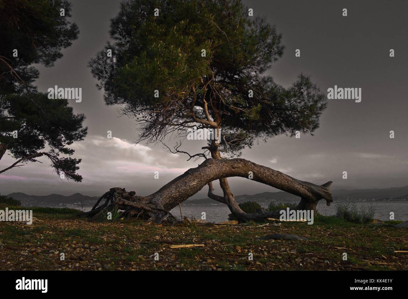 Nature and Spirituality. LERINS islands. SAINT-HONORAT island. French ...