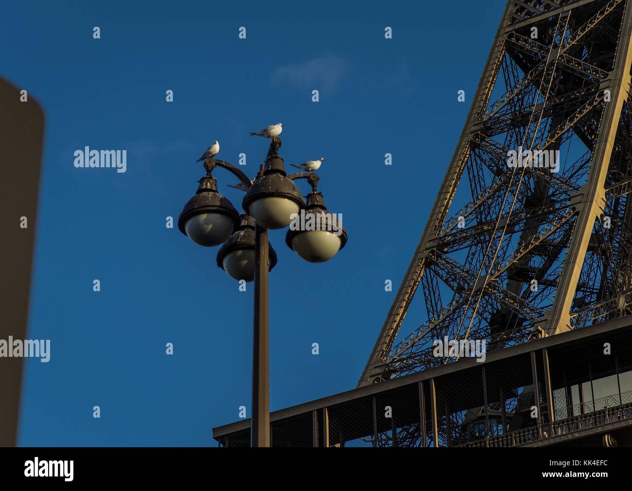 Eiffel Tower - 25/11/2012 - - Eiffel Tower - The iron lady of Paris ...