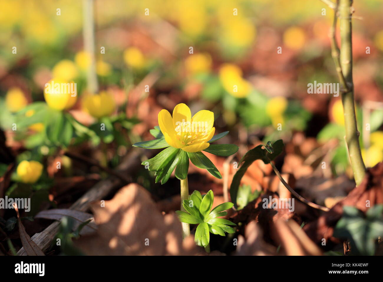 Wild buttercup hi-res stock photography and images - Alamy