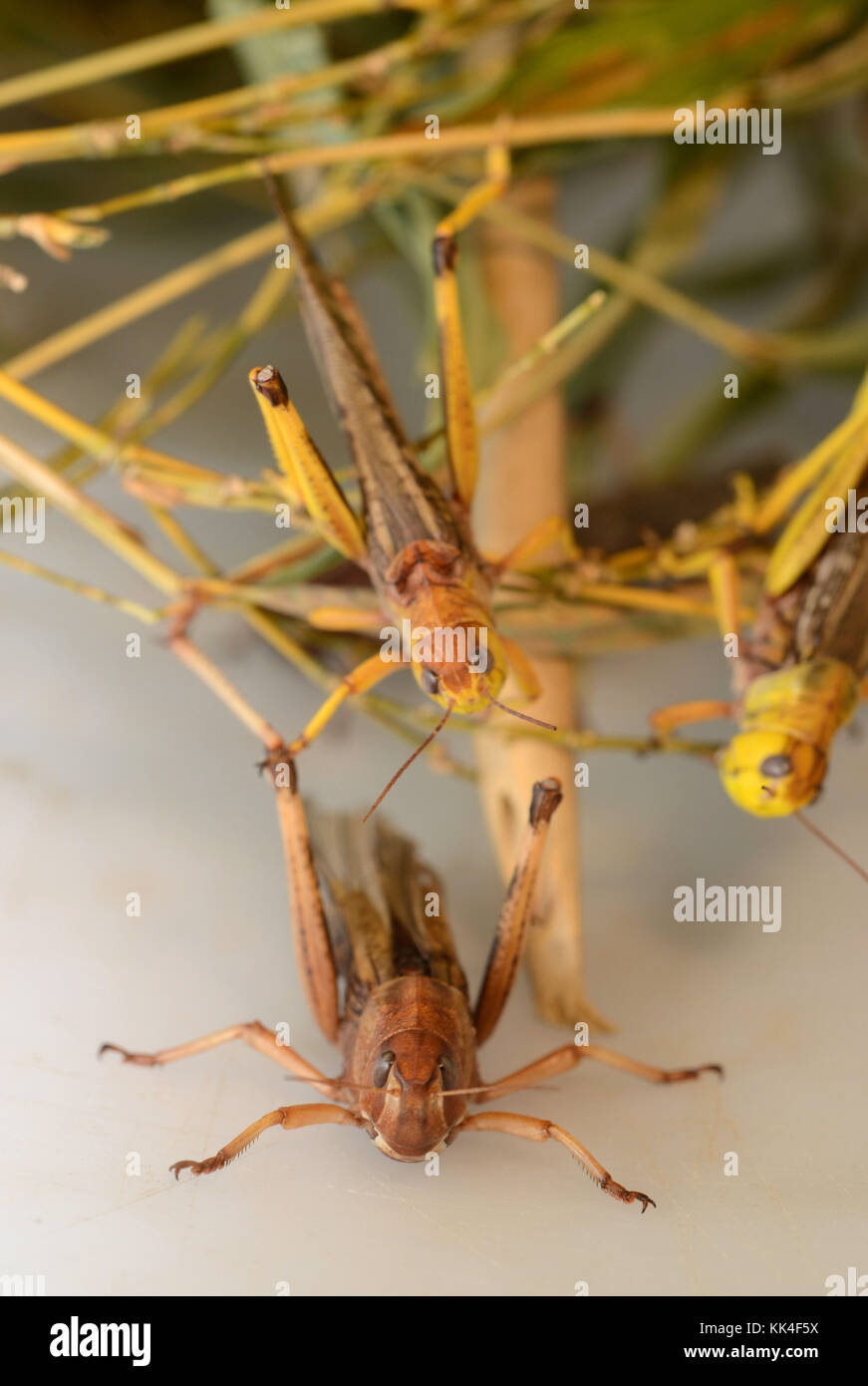 Diet insects hi-res stock photography and images - Alamy