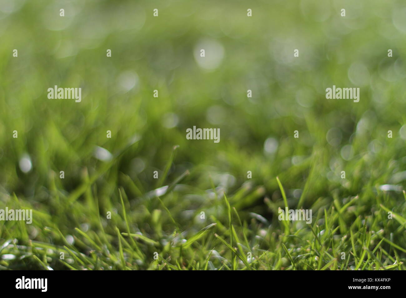 close up of grass Stock Photo - Alamy