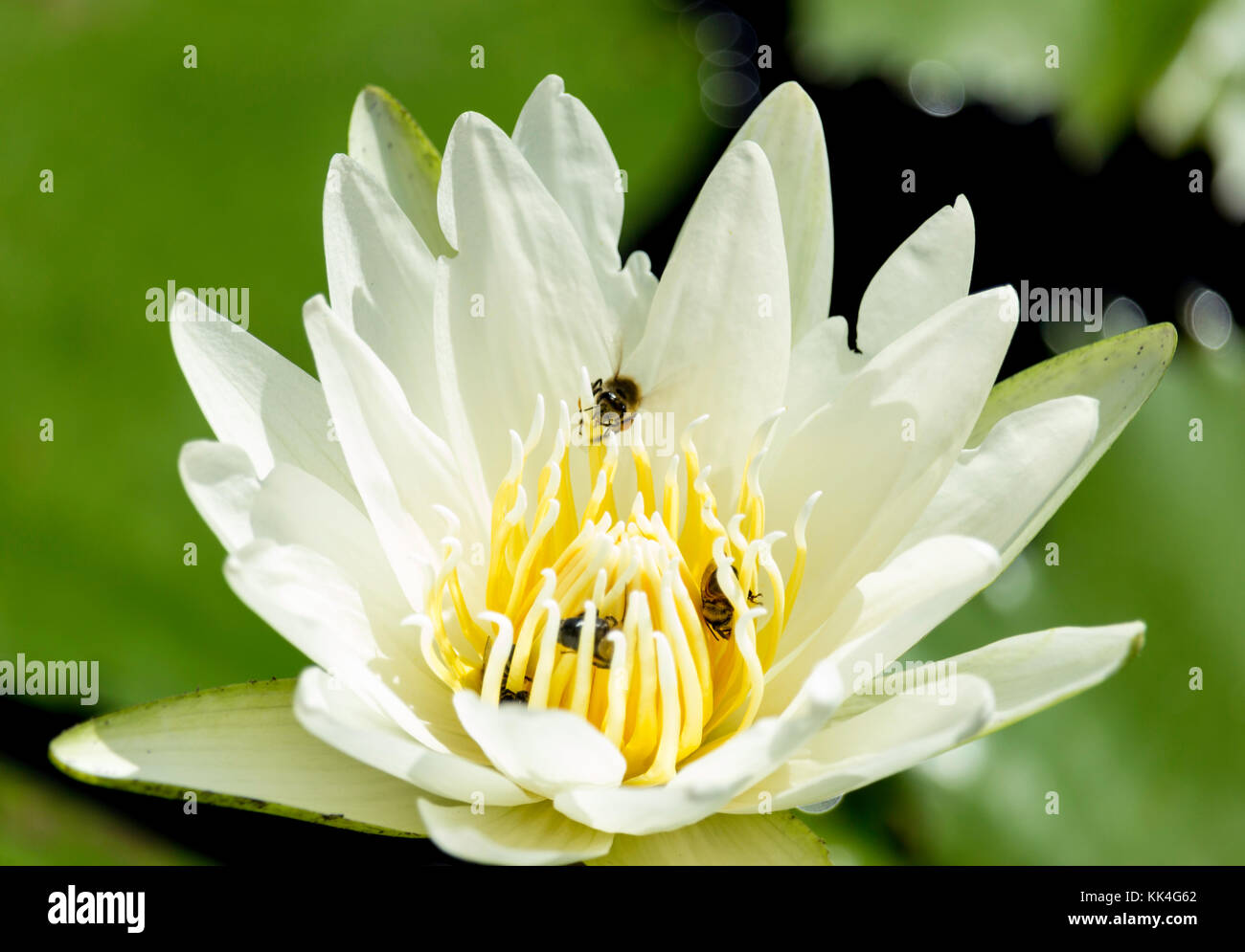 Bees feeding on white flower in belize lagoon. Belize Central America ...
