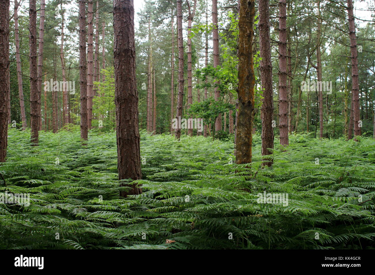 Woodland scene with ferns hi-res stock photography and images - Alamy