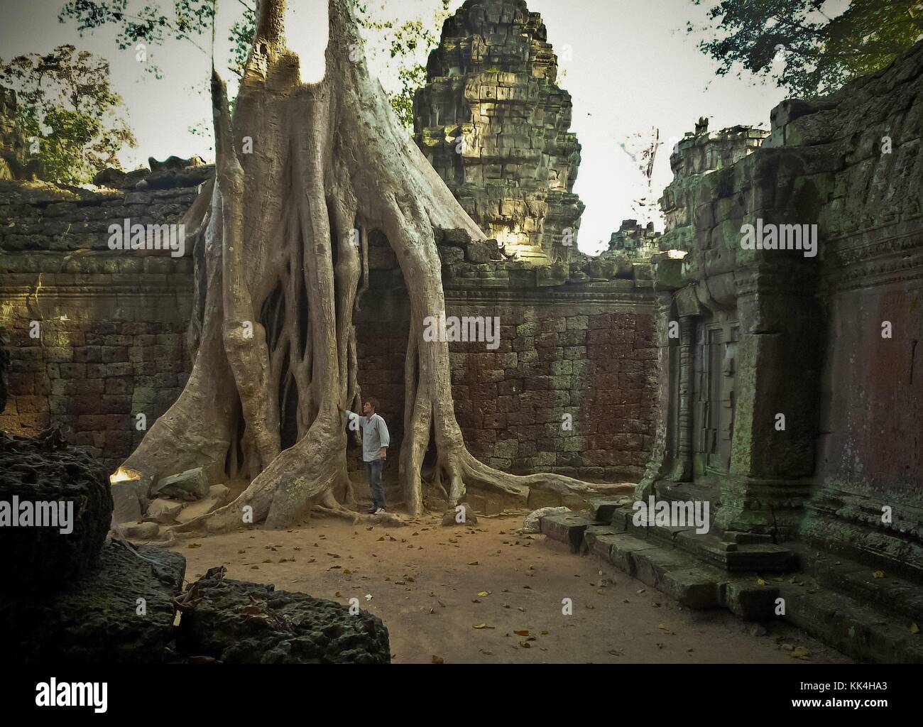 The trees of the temple of Ta Prohm - 12/12/2009 - Cambodia / Angkor ...