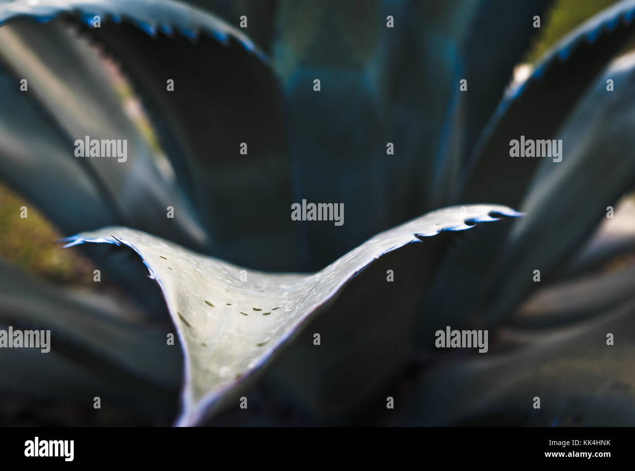 Details of an agave leaf. - 08/05/2011 - - Feuille et details d'Agave ...