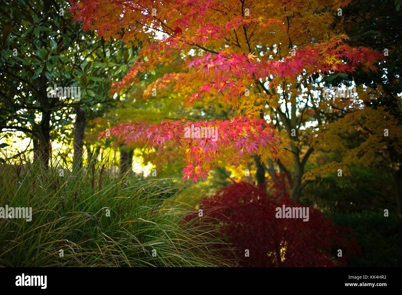 Maple, Valley Park of the Wolves in Autumn - 28/10/2010 - - Maple ...