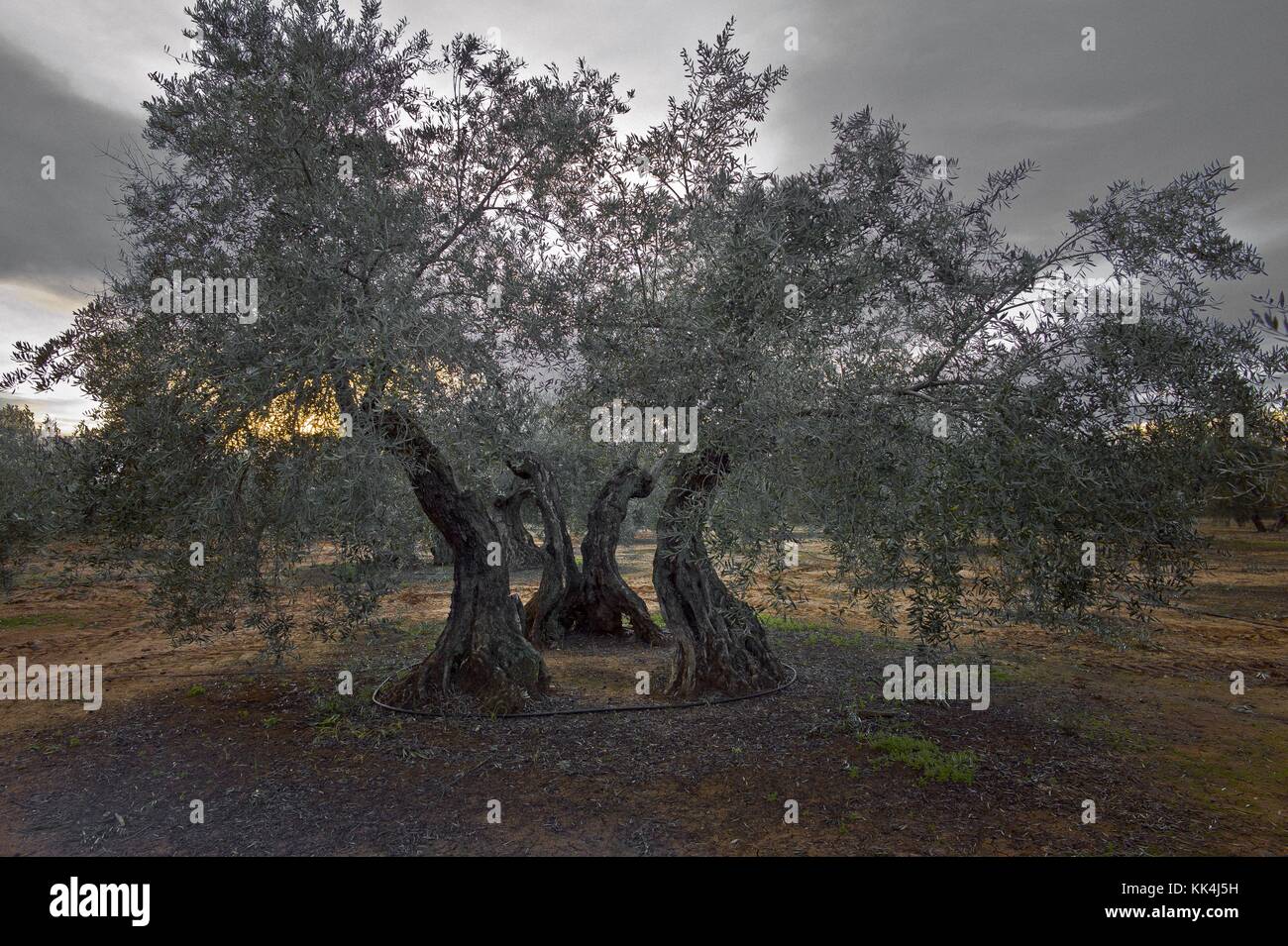 The Olive tree, which crosses the time - 22/01/2011 - - Olive Trees in ...