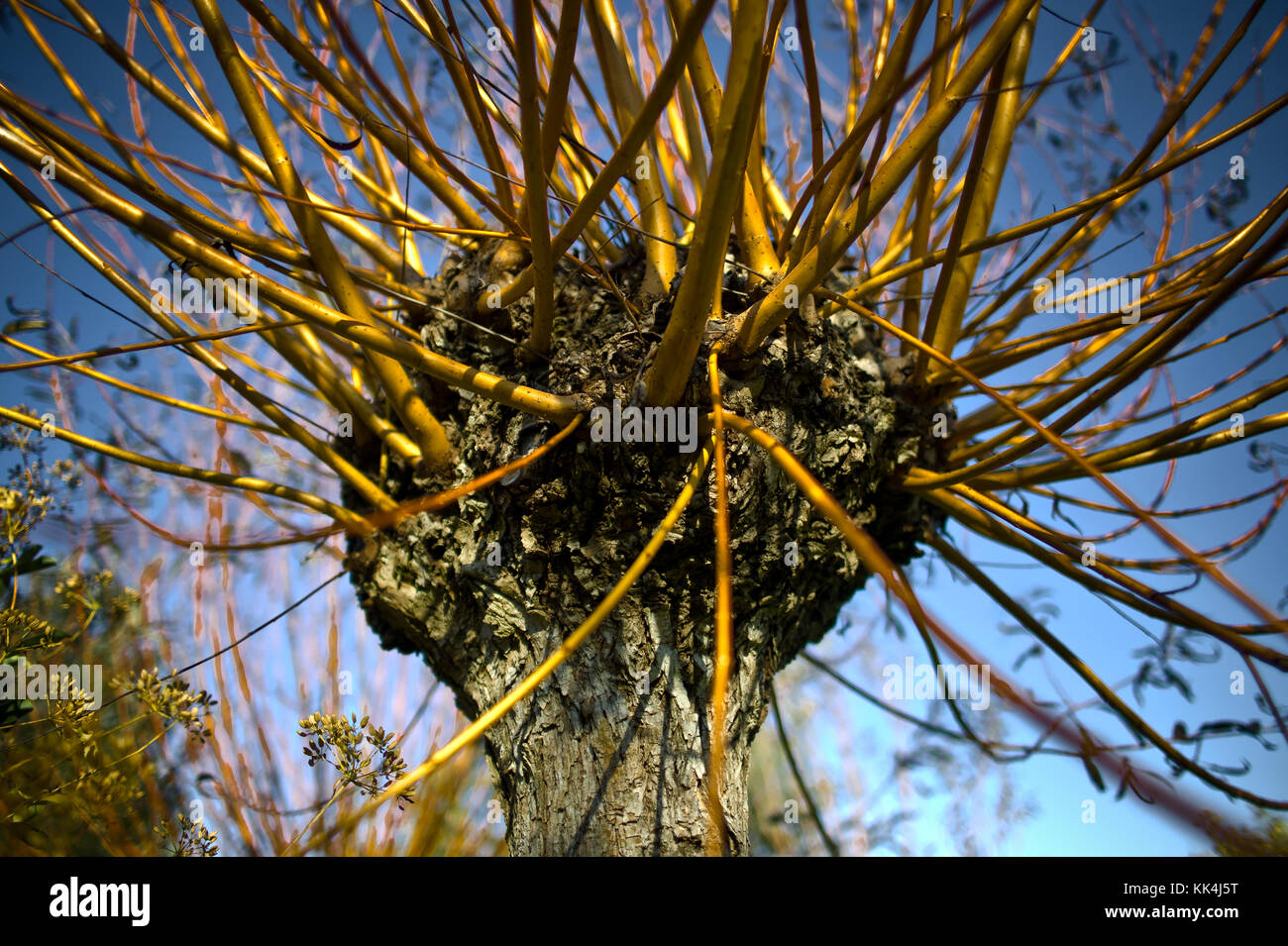 Trees of the wolves valley - 23/10/2011 - - Trees of the wolves valley ...