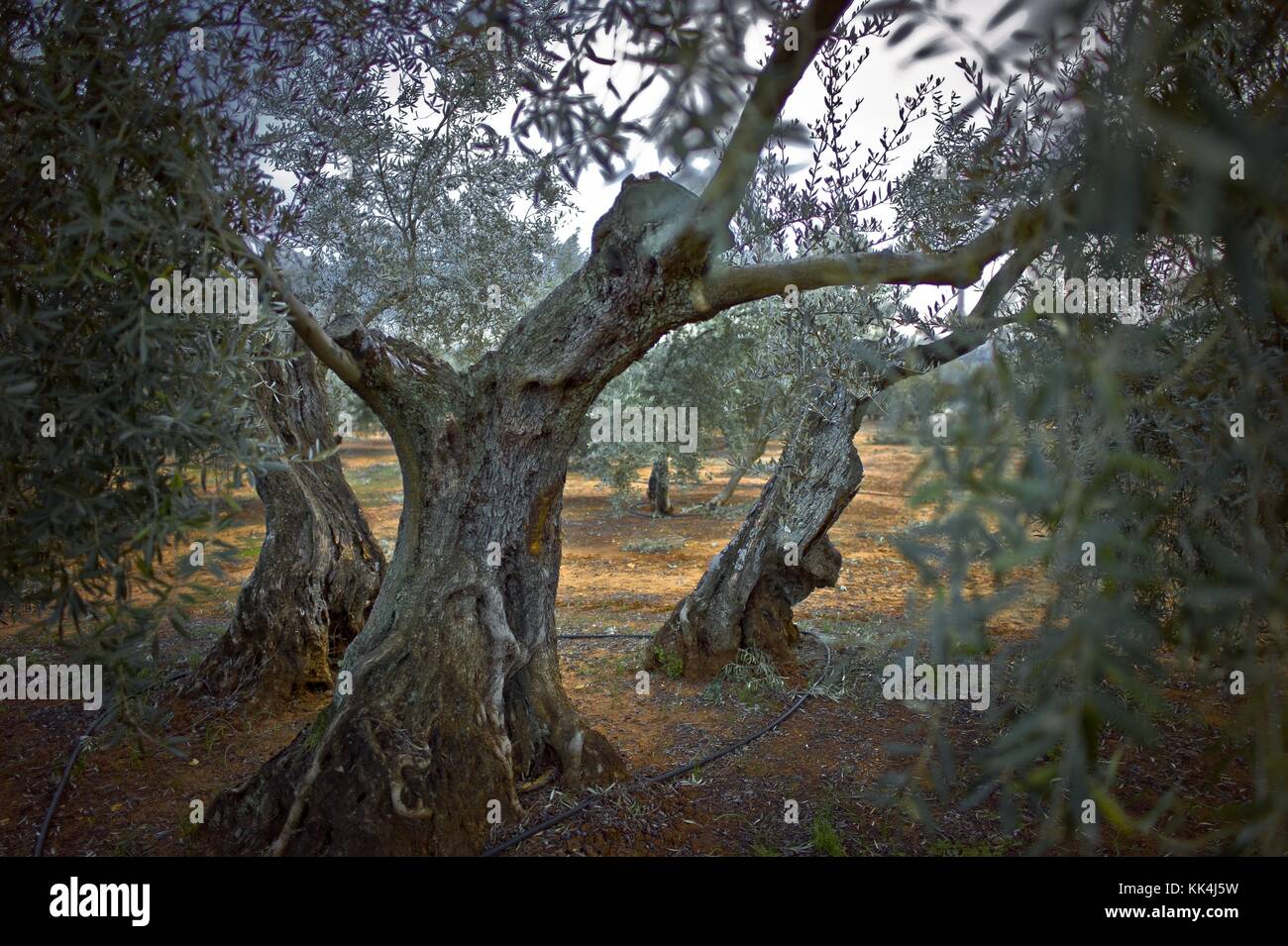 The Olive tree, which crosses the time - 22/01/2011 - - Olive Trees in ...