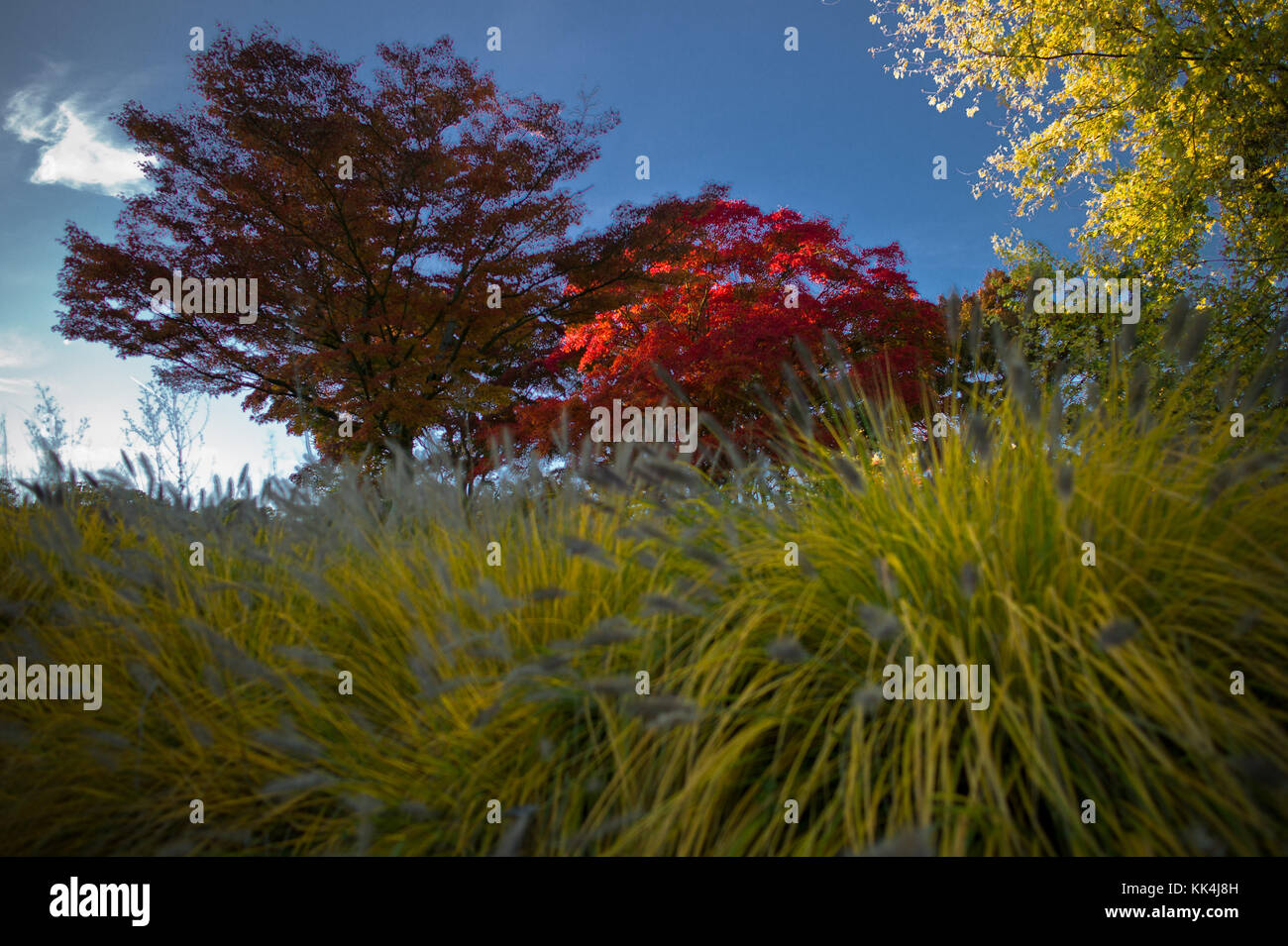 Maple, Valley Park of the Wolves in Autumn - 31/10/2011 - - Maple ...
