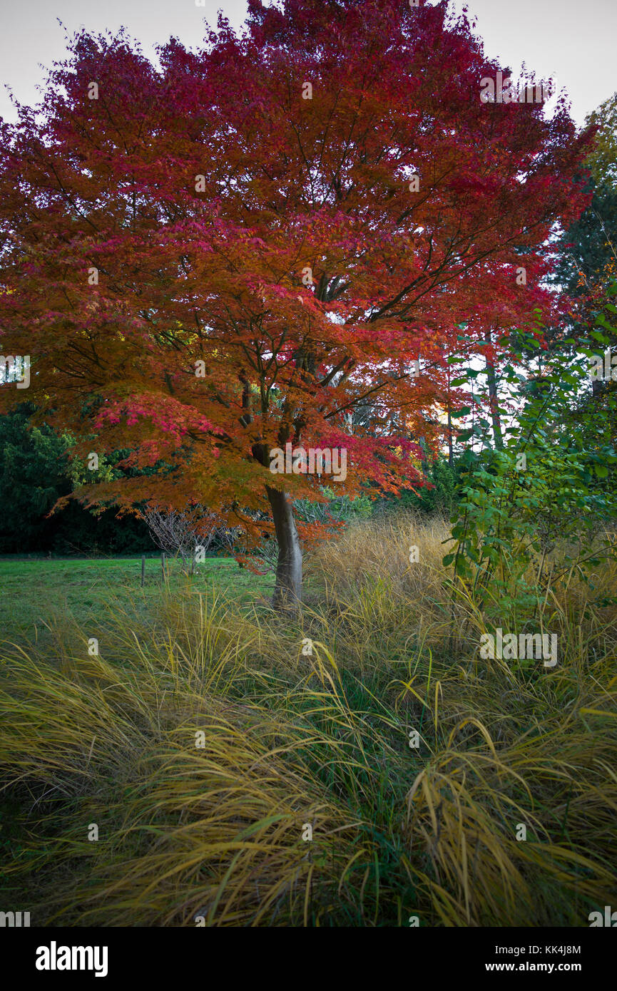 Maple, Valley Park of the Wolves in Autumn - 31/10/2011 - - Maple ...