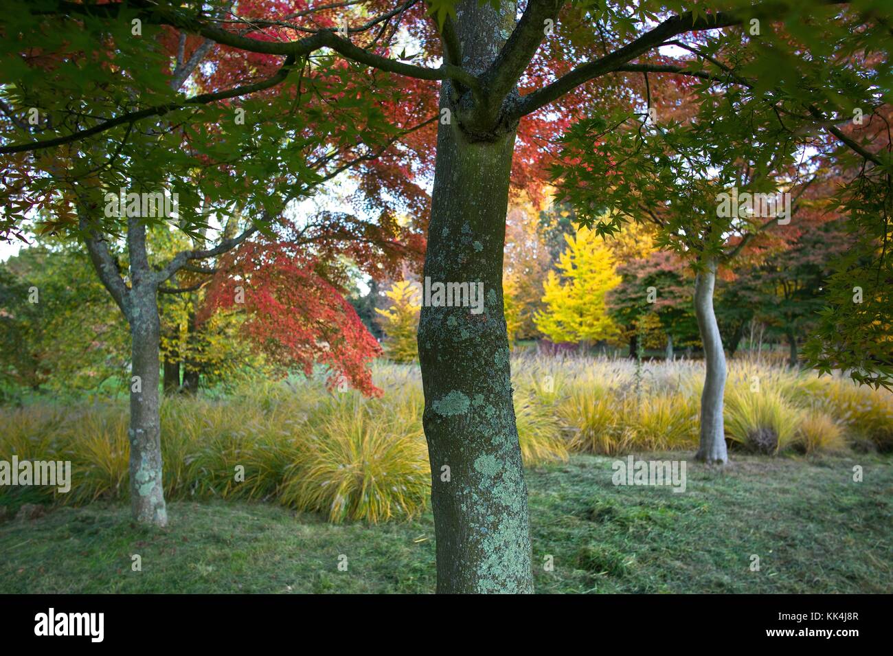 Maple, Valley Park of the Wolves in Autumn - 31/10/2011 - - Maple ...