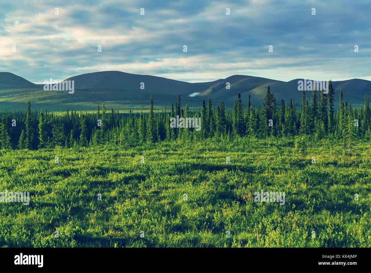 Tundra landscapes above Arctic circle Stock Photo - Alamy