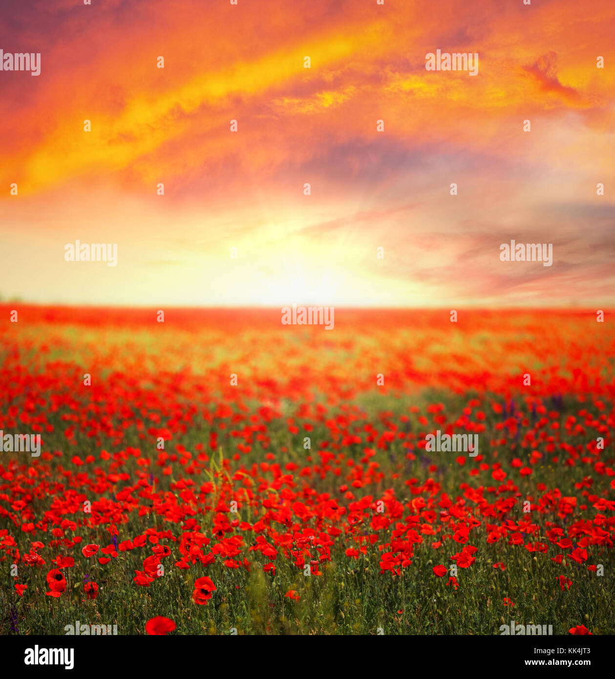 red poppy field at sunset Stock Photo - Alamy