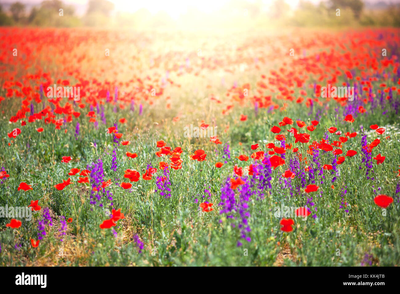 red poppy field at sunset Stock Photo - Alamy