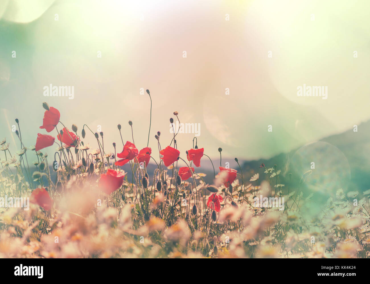 Wild red poppies on the meadow in sunny day. Decorated with light spots ...
