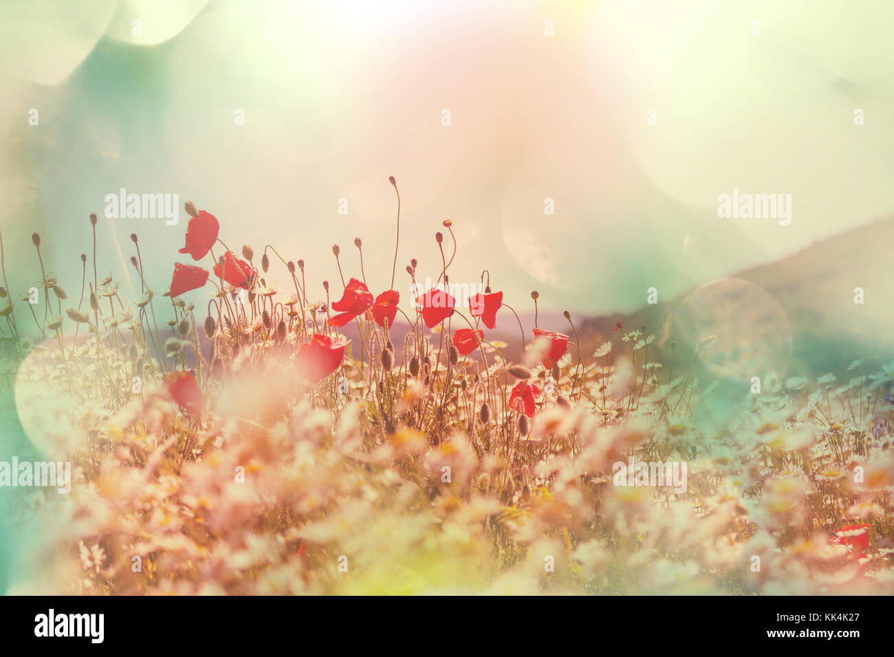 Wild red poppies on the meadow in sunny day. Decorated with light spots ...