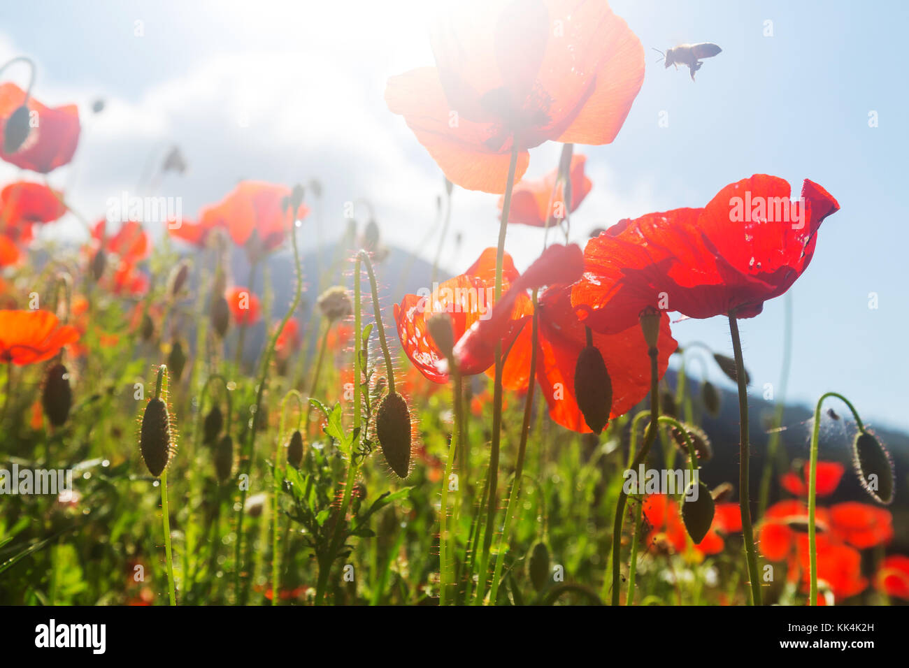 Wild red poppies on the meadow in sunny day. Decorated with light spots ...