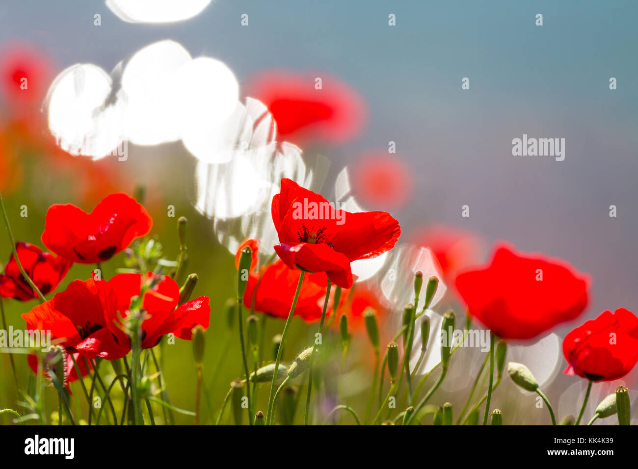 Wild red poppies on the meadow in sunny day. Decorated with light spots ...