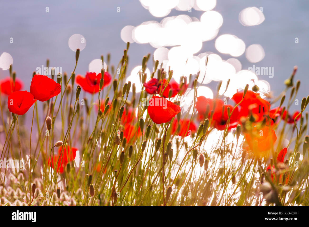 Wild red poppies on the meadow in sunny day. Decorated with light spots ...