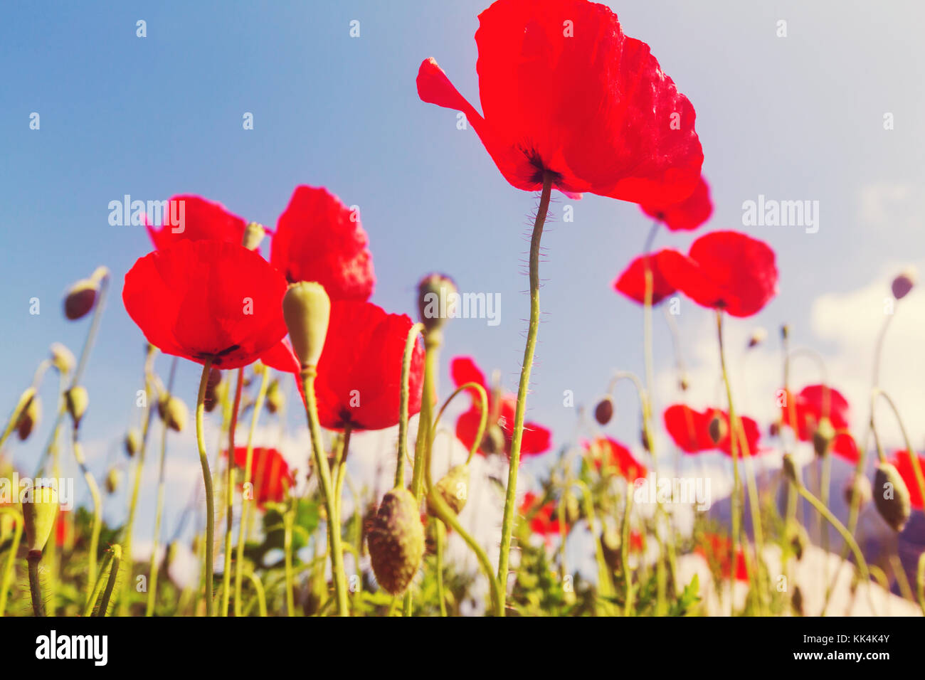 Wild red poppies on the meadow in sunny day. Decorated with light spots ...