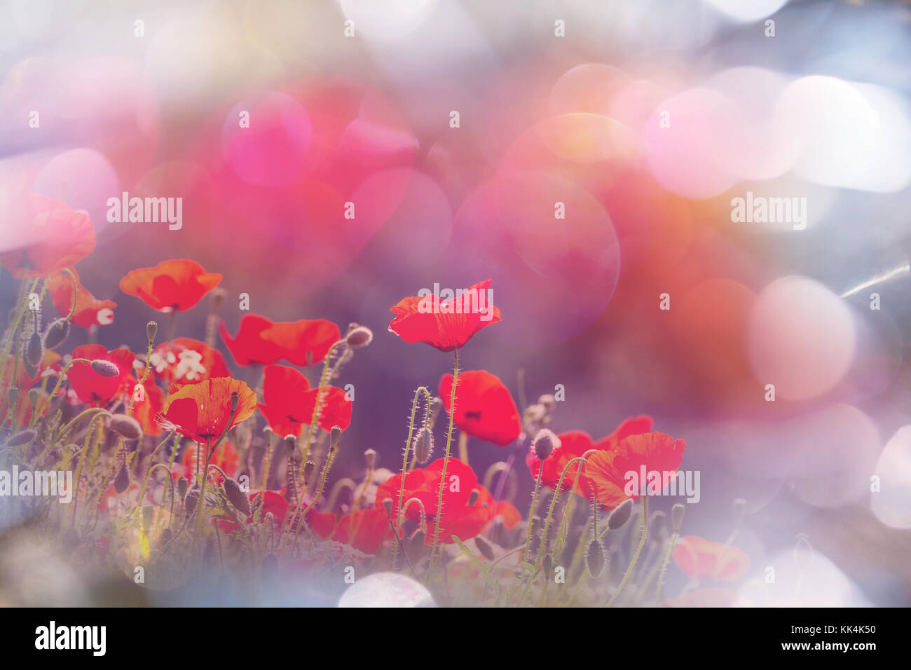 Wild red poppies on the meadow in sunny day. Decorated with light spots ...