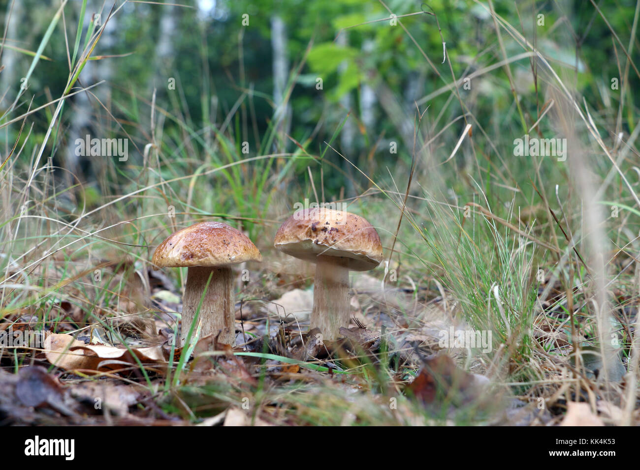 Fresh big two fungus growing in wood. Many white mushroom boletus grow ...