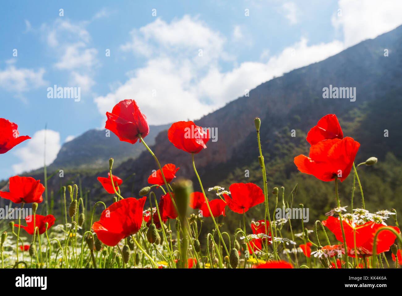 Wild red poppies on the meadow in sunny day. Decorated with light spots ...