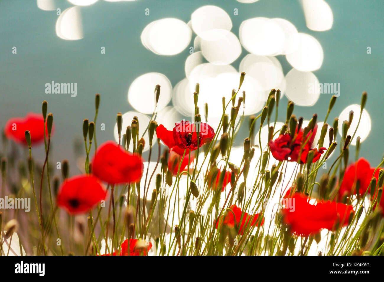 Wild red poppies on the meadow in sunny day. Decorated with light spots ...