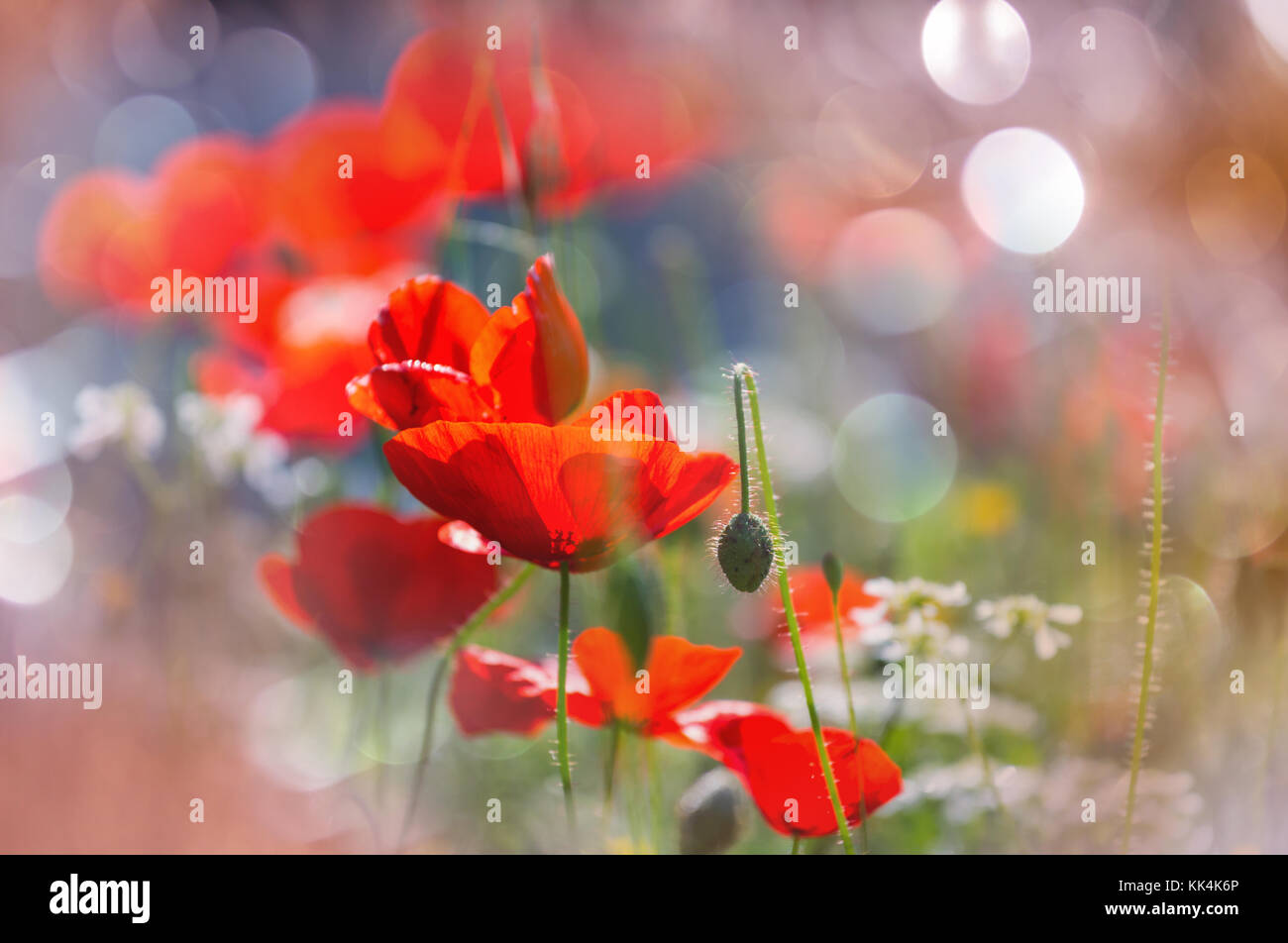 Wild red poppies on the meadow in sunny day. Decorated with light spots ...