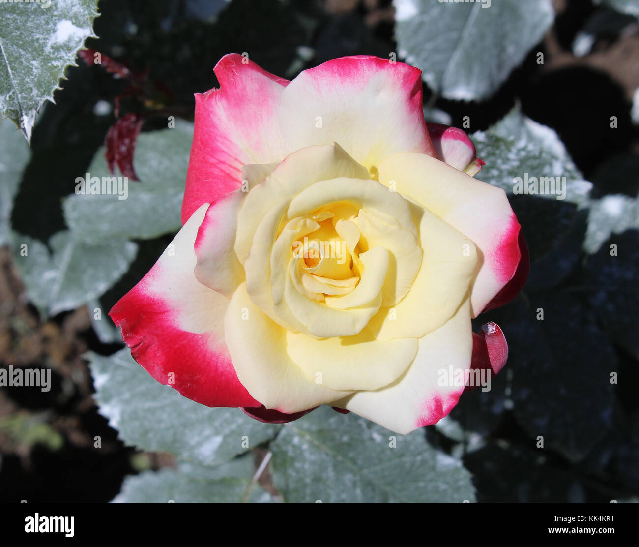 Growing roses isolated hi-res stock photography and images - Alamy