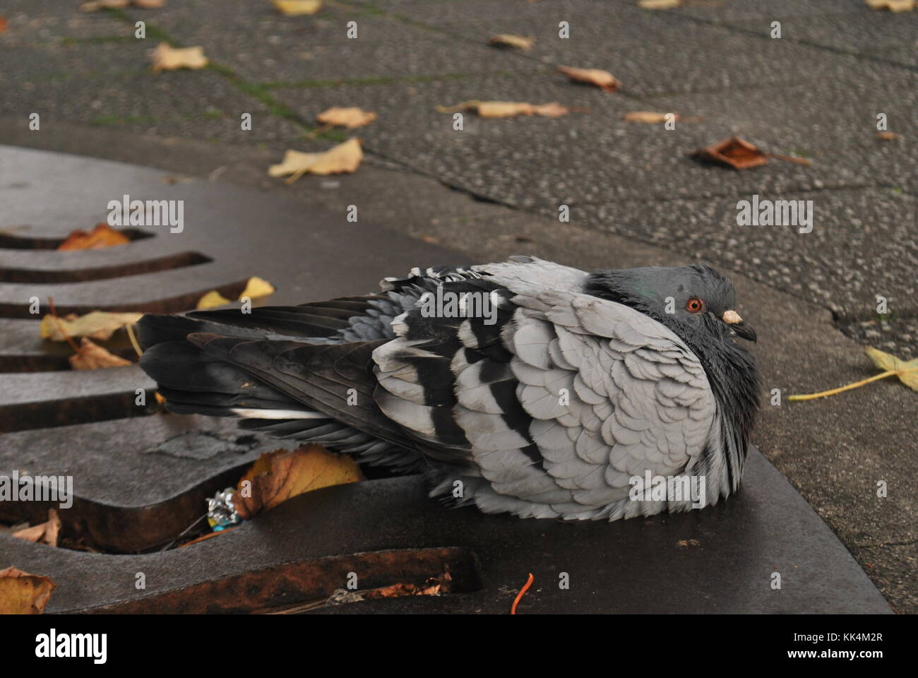 Pigeon sitting down in the cold Stock Photo - Alamy