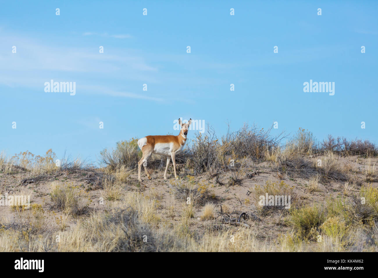 Pronghorn Antelope in american prairie, Utah, USA Stock Photo - Alamy