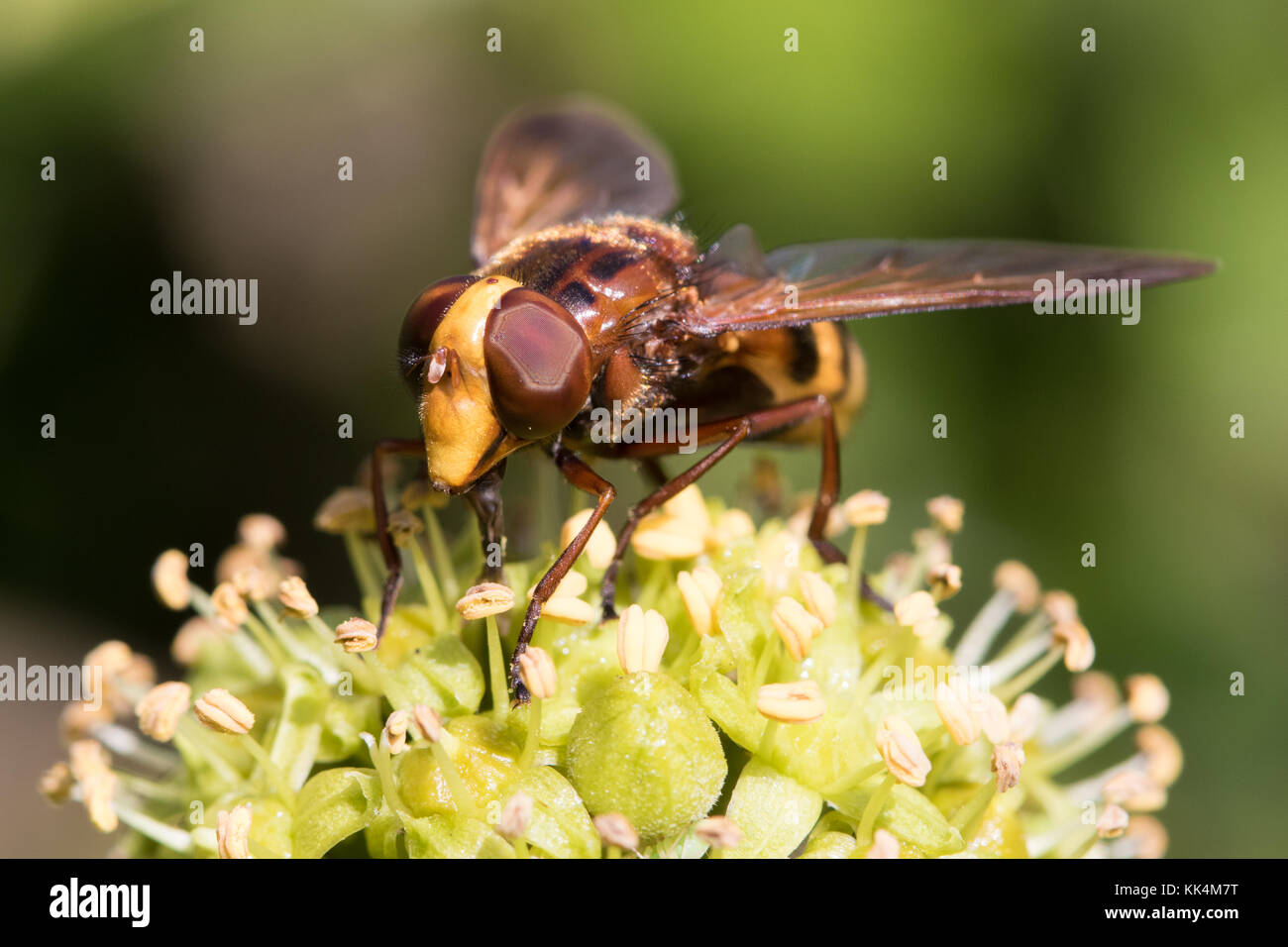 Volucella zonaria (a hoverfly hornet-mimic) feeding on Ivy (Hedera ...