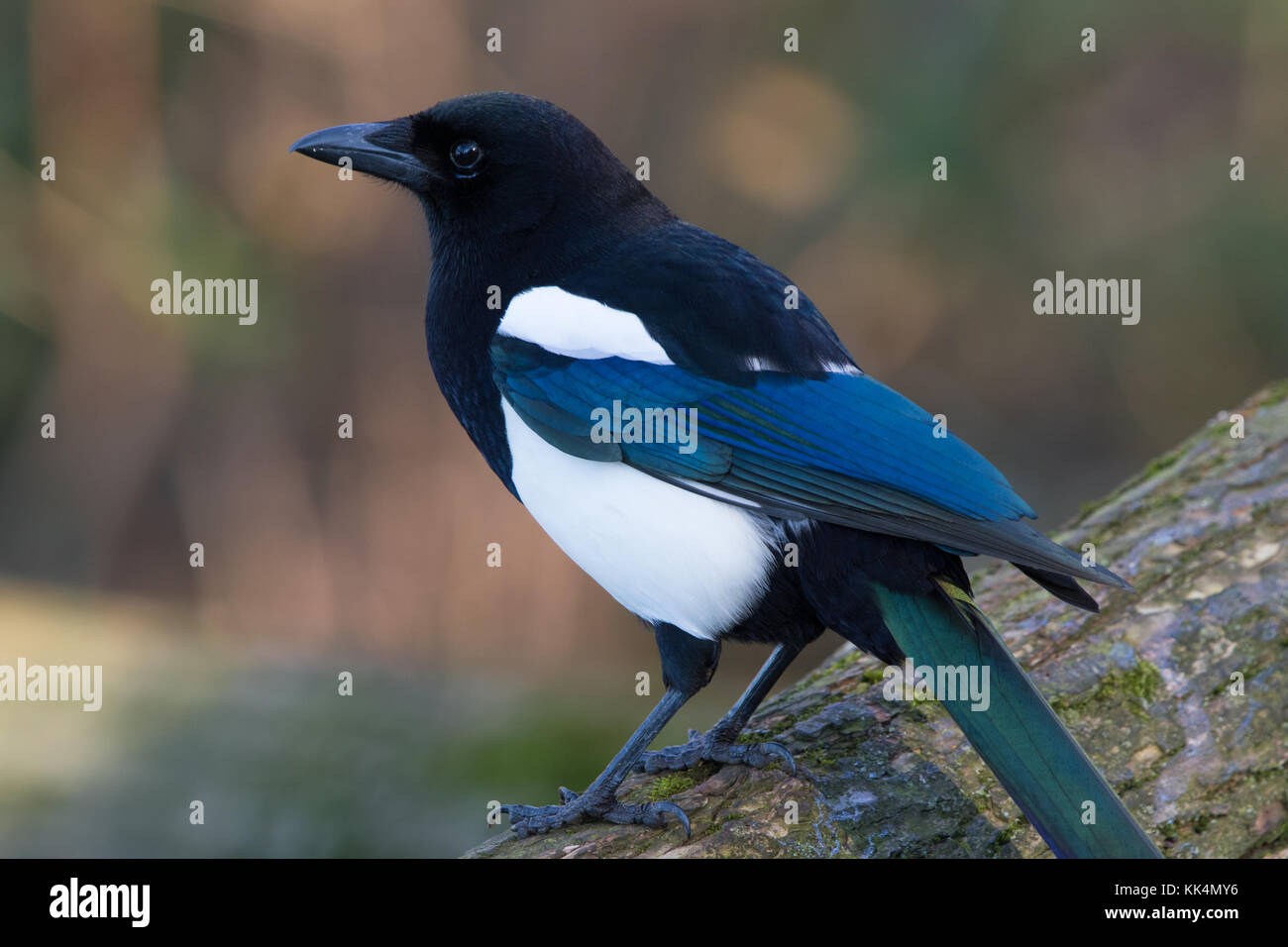 Eurasian Magpie (Pica pica) with a patch of bare blue skin under its ...