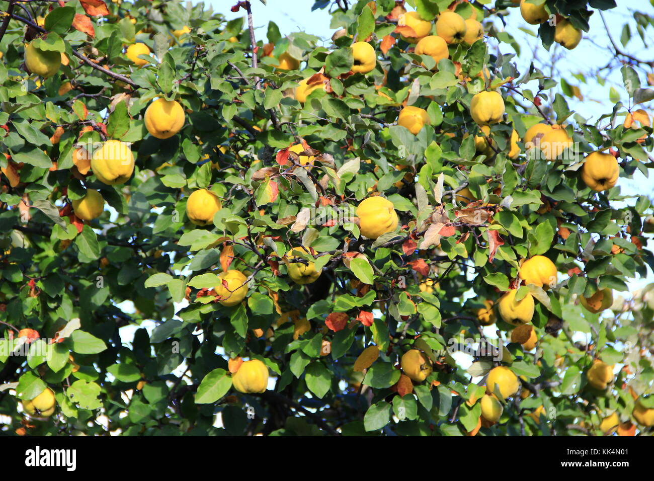 ripe fruits of quince on the tree Stock Photo - Alamy