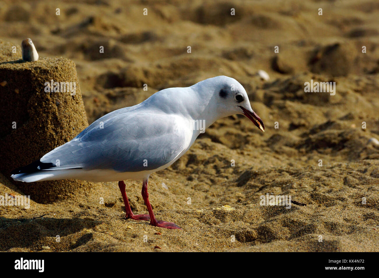 SEAGULLS ON THE BEACH Stock Photo - Alamy